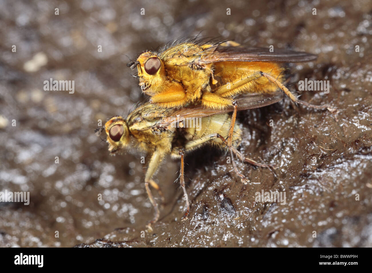 insect bug nature natural wild wildlife environment environmental ...