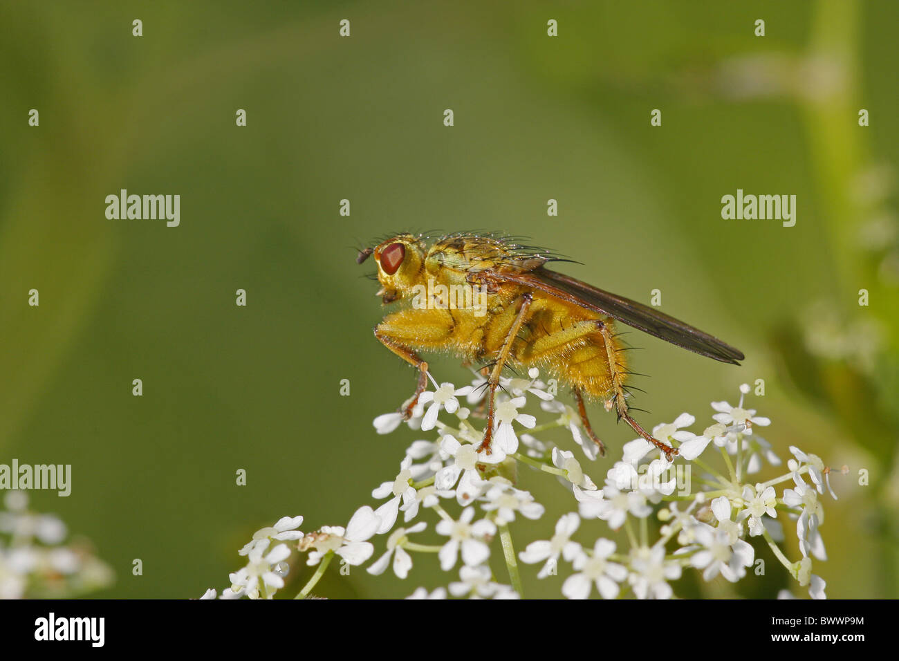 invertebrate invertebrates animal animals arthropod arthropods insect ...