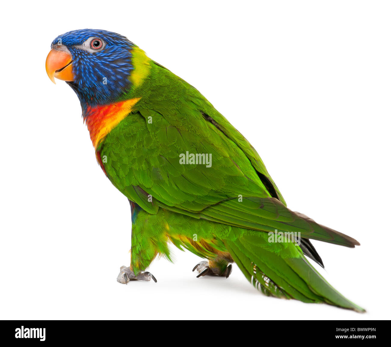 Hd Rainbow Parrot