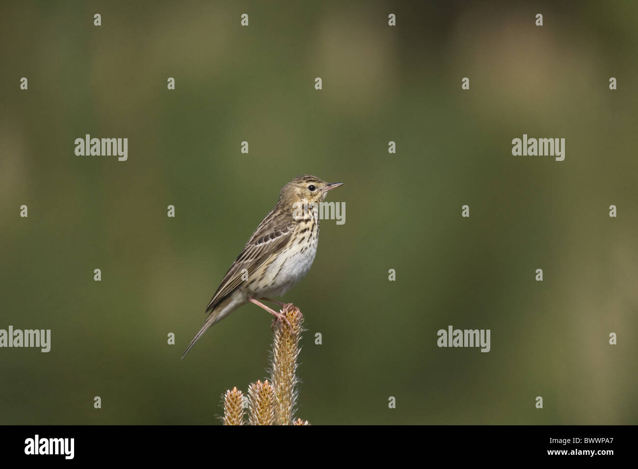 Tree Pipit (Anthus trivialis Stock Photo - Alamy