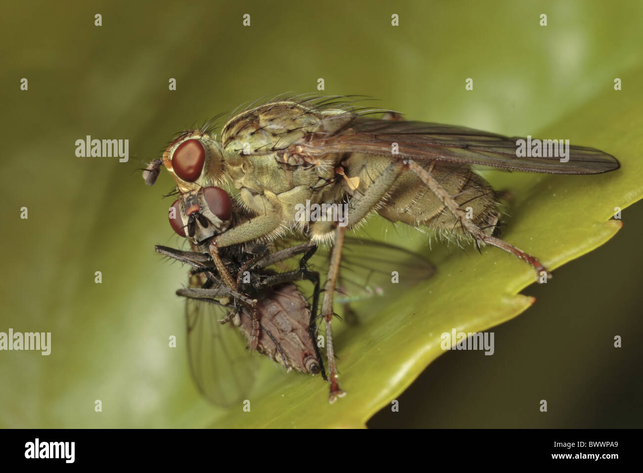 invertebrate invertebrates animal animals arthropod arthropods insect ...