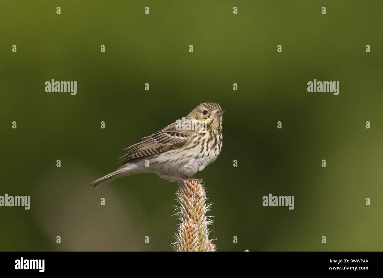 Conifer plantation bird hi-res stock photography and images - Alamy