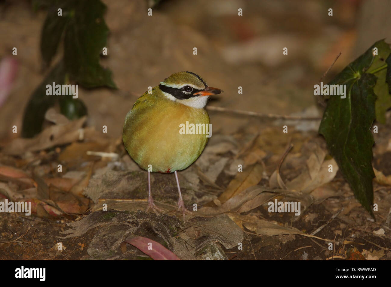 Indian Pitta (Pitta brachyura) adult, standing on forest floor, Sri ...