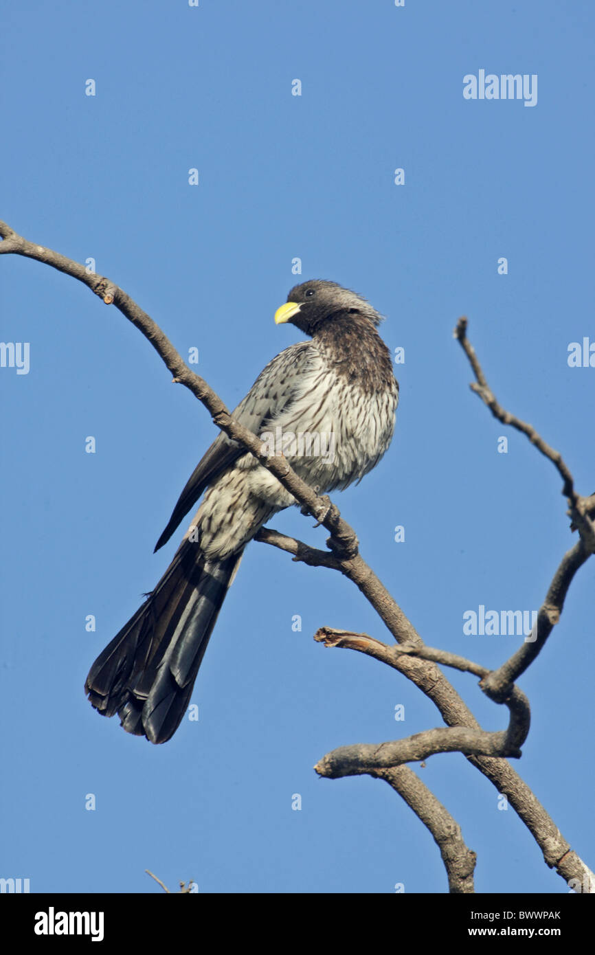 Western Grey Plantain-eater (Crinifer piscator) adult, perched on ...