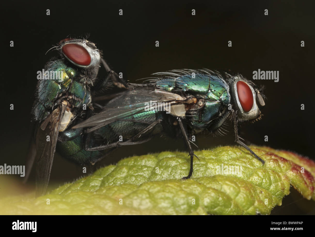 invertebrate invertebrates animal animals arthropod arthropods insect ...