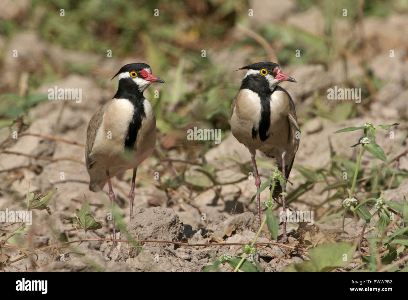 Black headed lapwing hi-res stock photography and images - Alamy