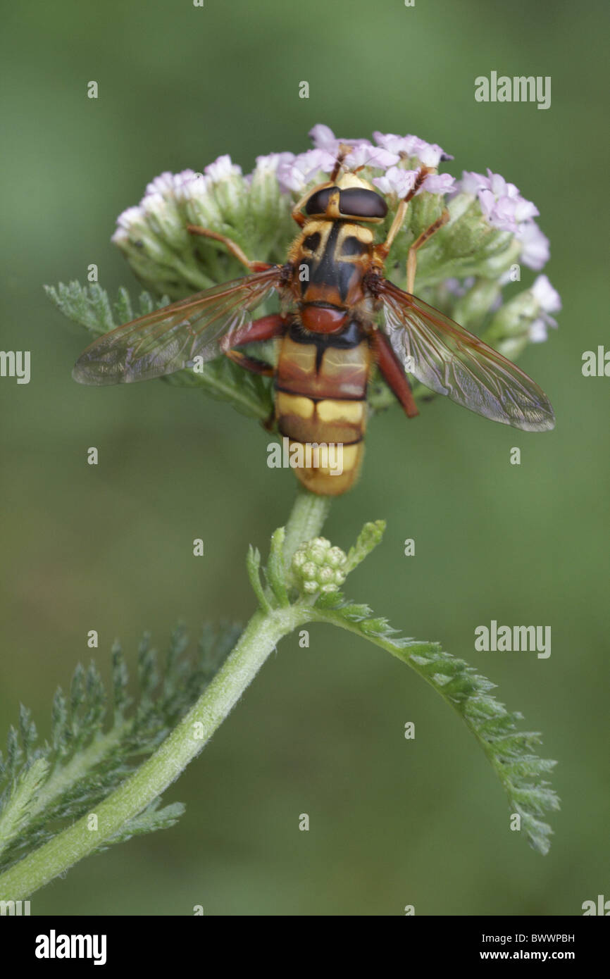 invertebrate invertebrates animal animals arthropod arthropods insect ...