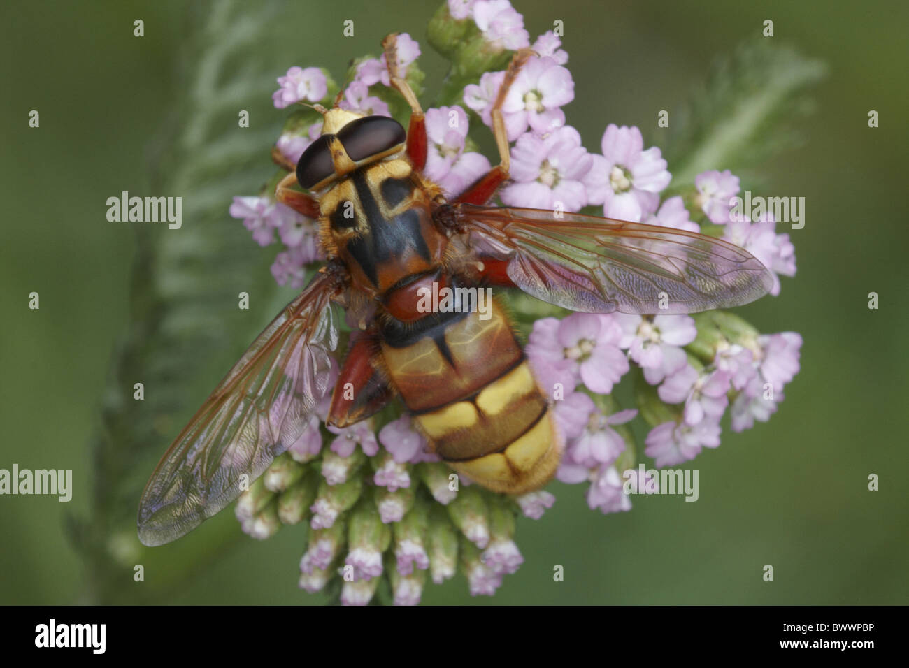 invertebrate invertebrates animal animals arthropod arthropods insect ...