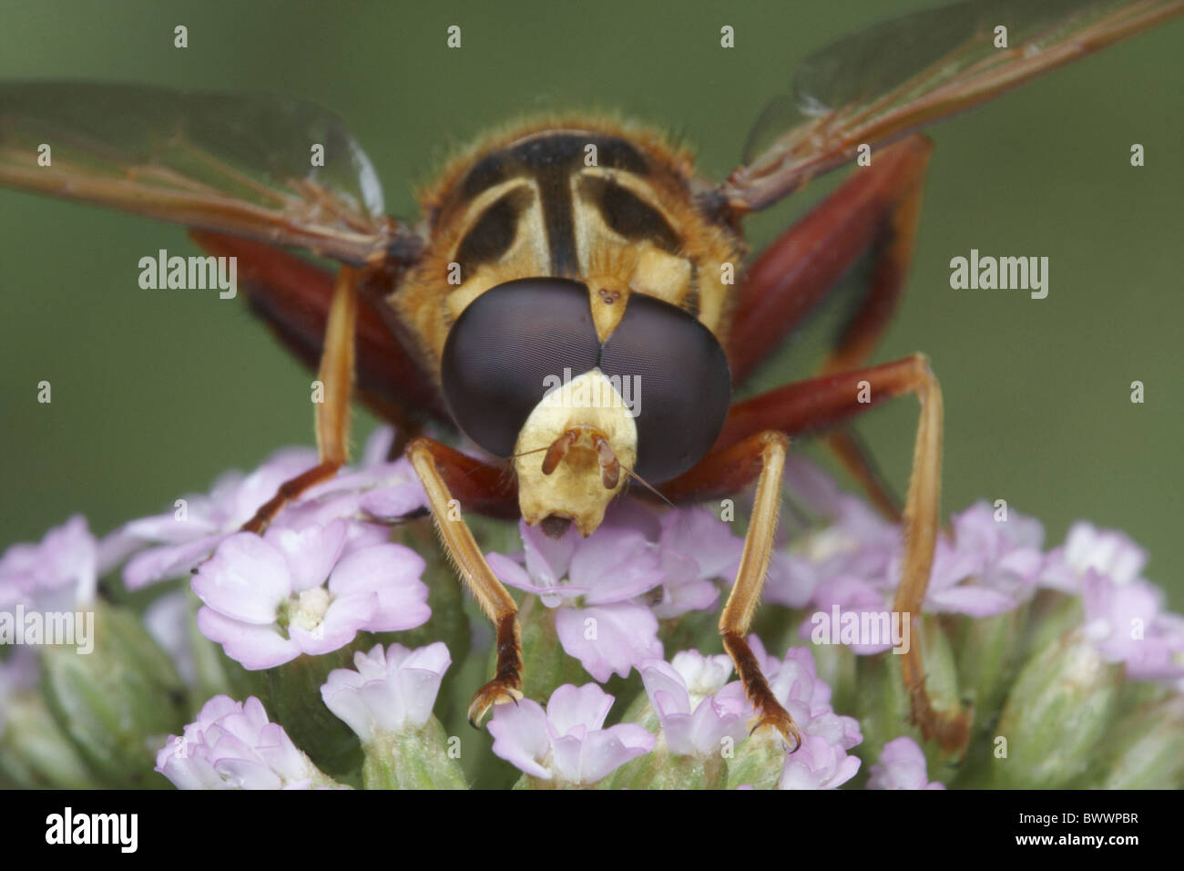 invertebrate invertebrates animal animals arthropod arthropods insect ...