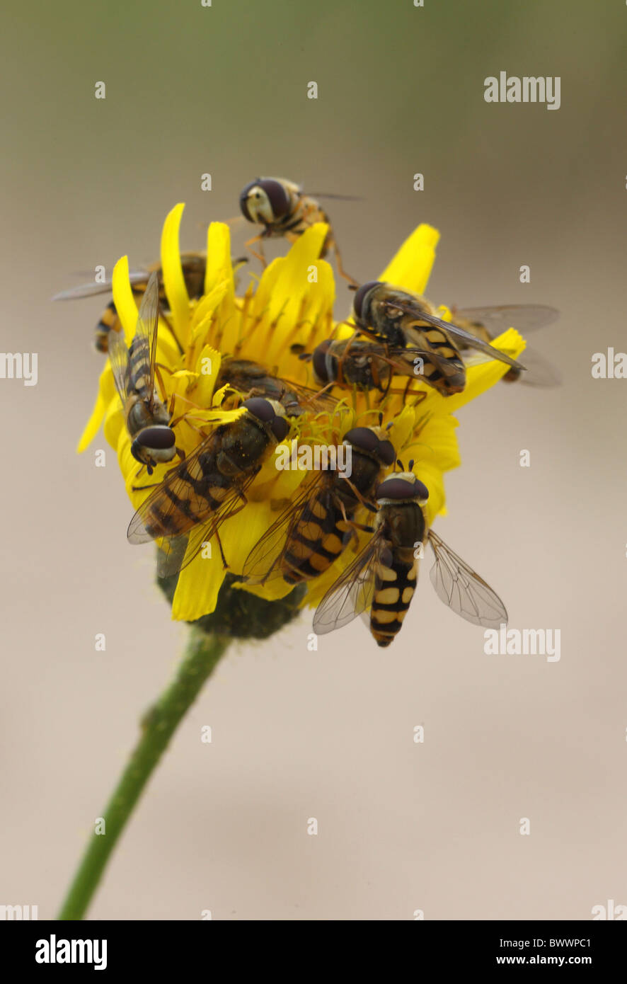 invertebrate invertebrates animal animals arthropod arthropods insect ...