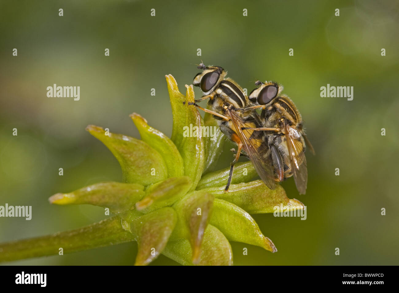 invertebrate invertebrates animal animals arthropod arthropods insect ...