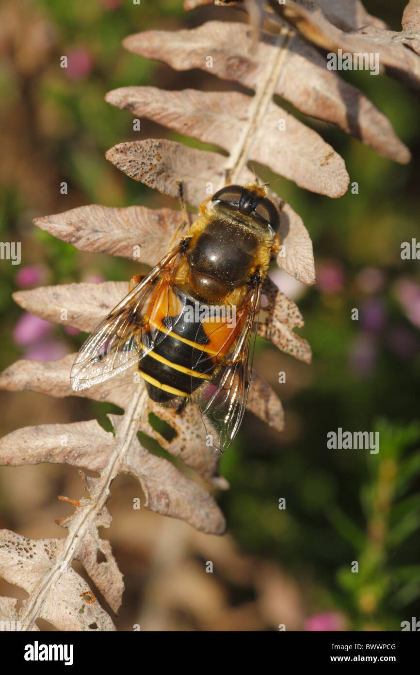 Hoverfly hover fly female diptera insect bug nature natural wild ...