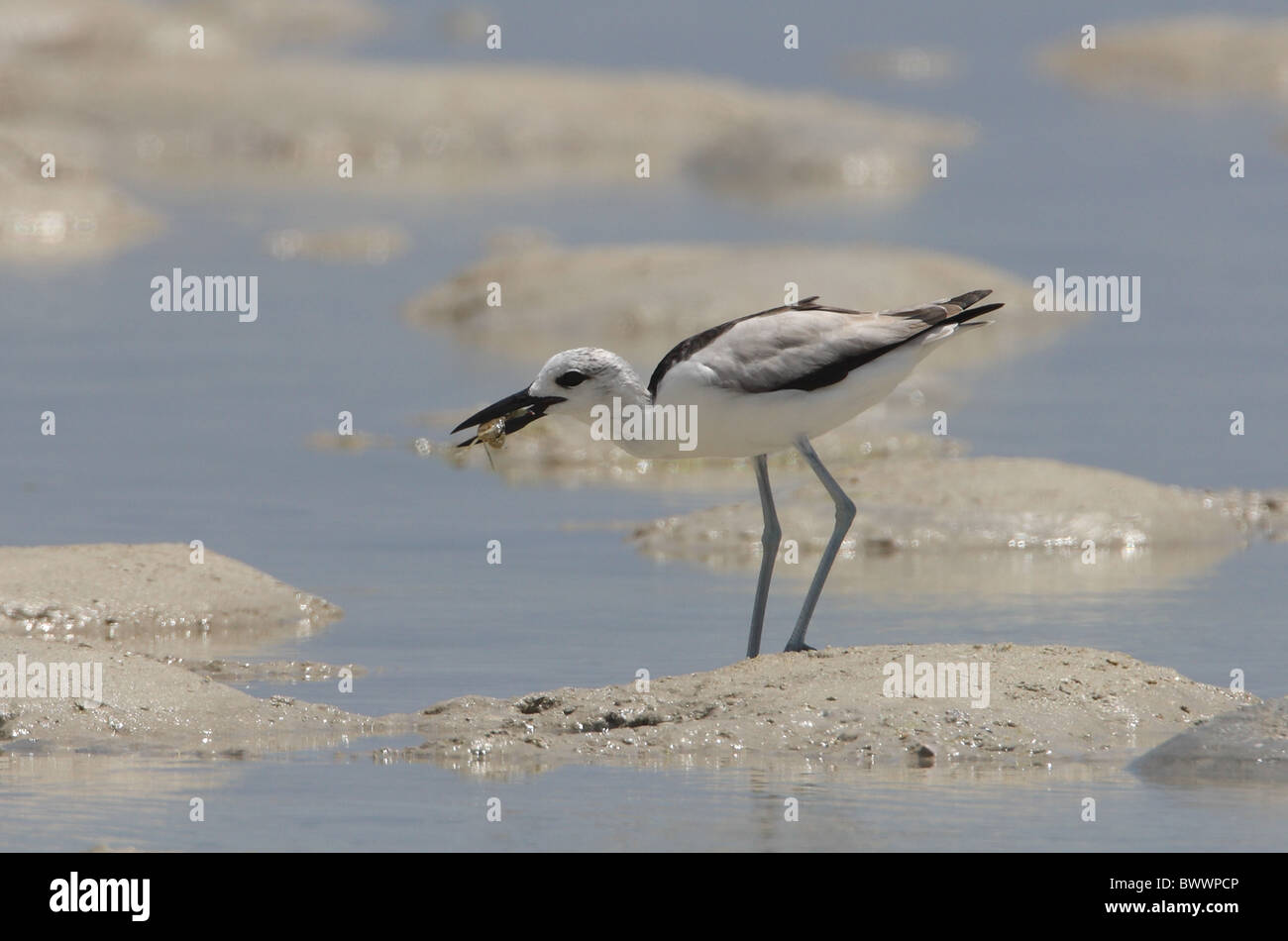 Crab Plover (Dromas ardeola) adult, feeding on crab, standing on sand ...
