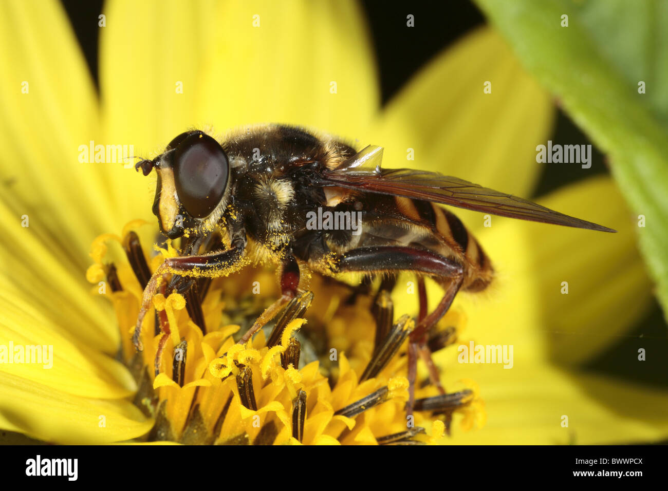 Hoverfly hover fly diptera insect bug nature natural wild wildlife ...