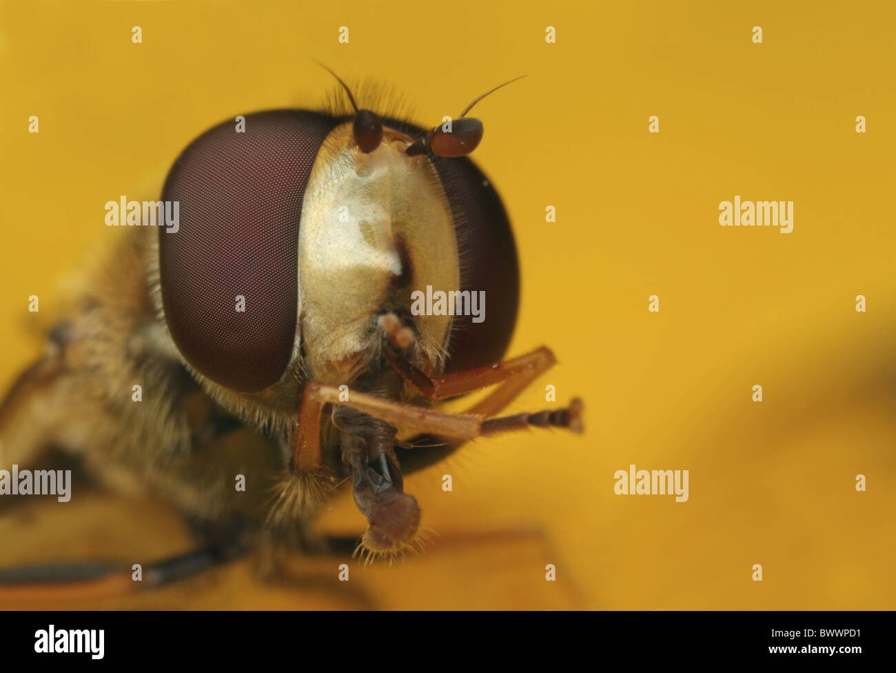 invertebrate invertebrates animal animals arthropod arthropods insect ...