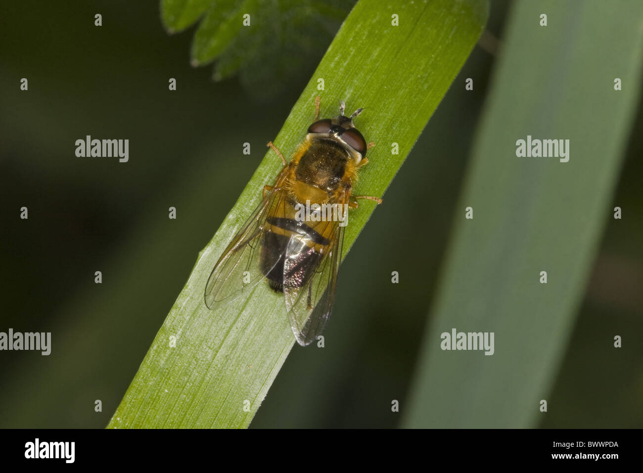 invertebrate invertebrates animal animals arthropod arthropods insect ...