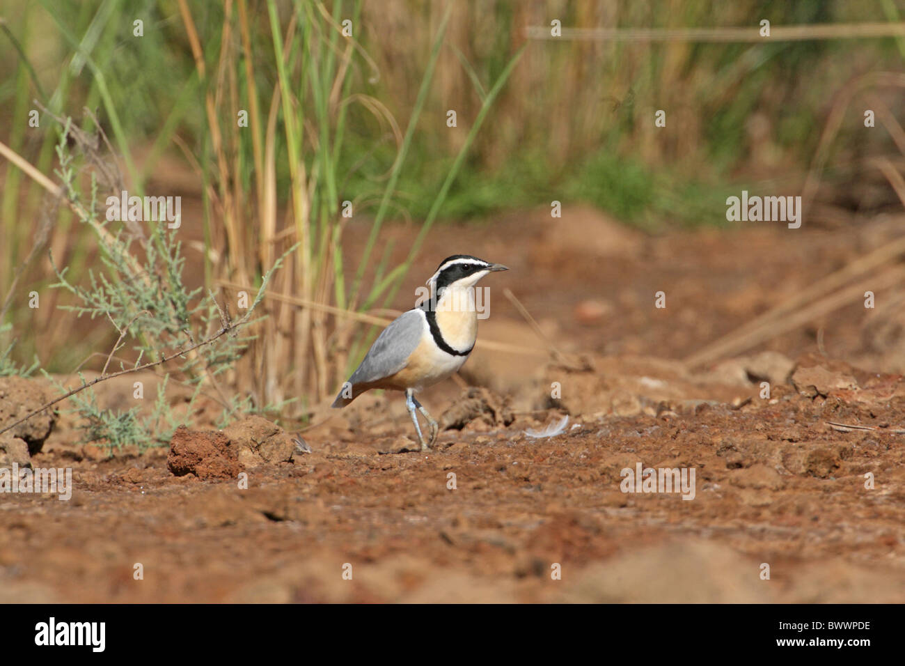 Plover Bird Crocodile Stock Photos & Plover Bird Crocodile Stock Images ...