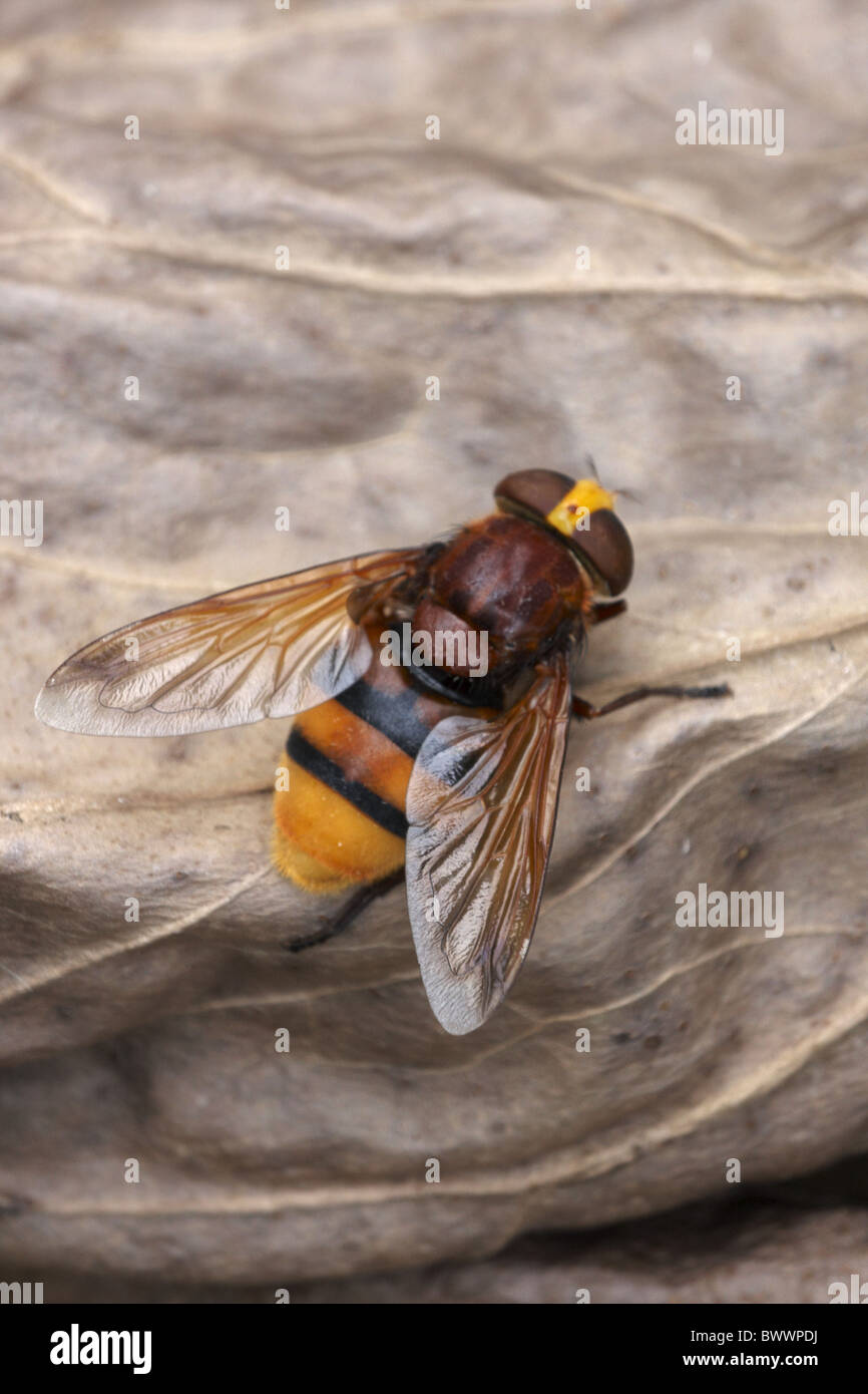 invertebrate invertebrates animal animals arthropod arthropods insect ...