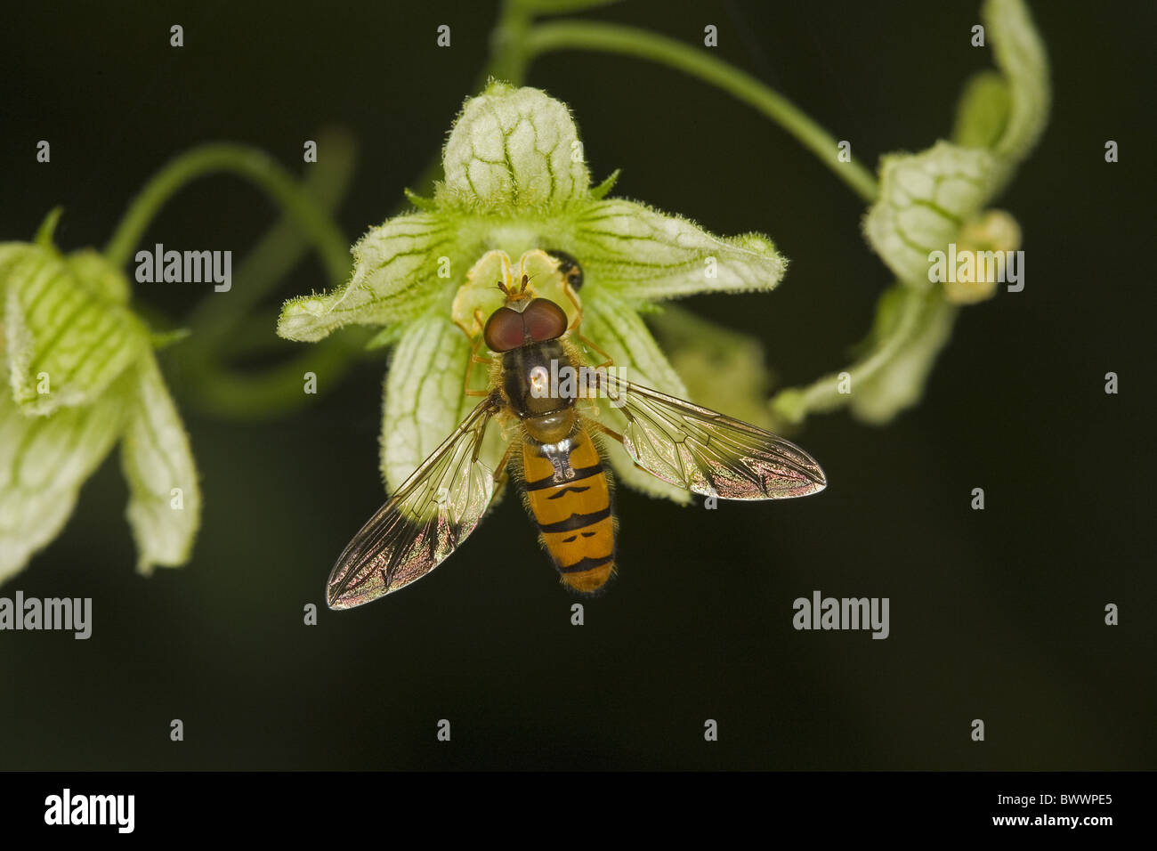 invertebrate invertebrates animal animals arthropod arthropods insect ...