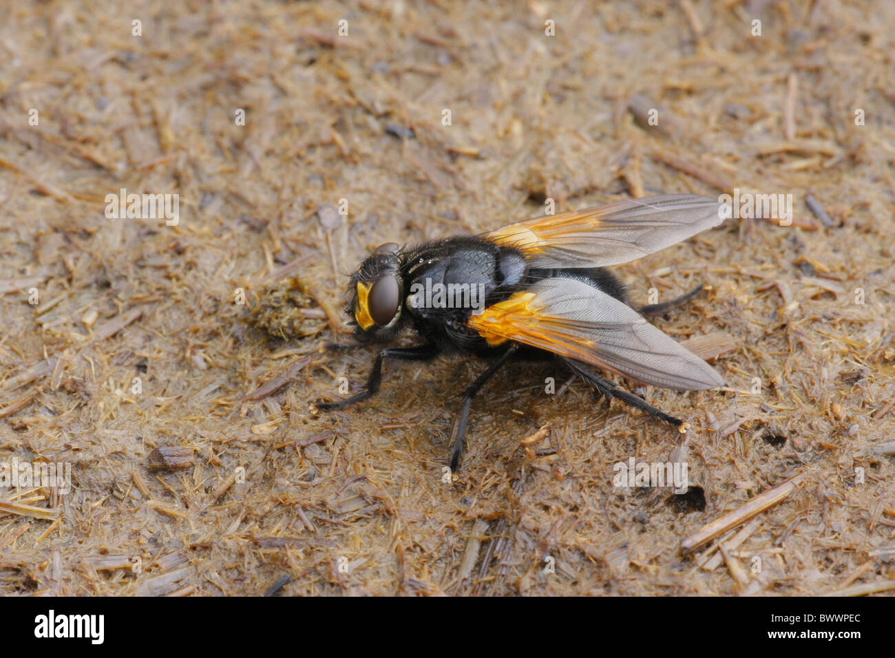 Noon Fly Mesembrina meridiana adult dung cowpat Stock Photo - Alamy
