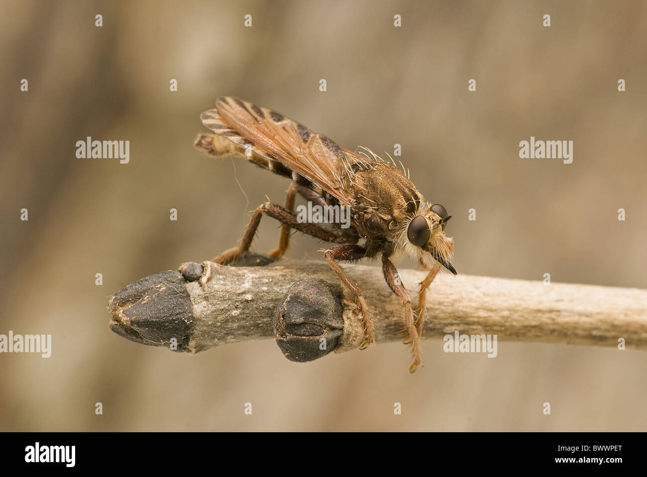 invertebrate invertebrates animal animals arthropod arthropods insect ...