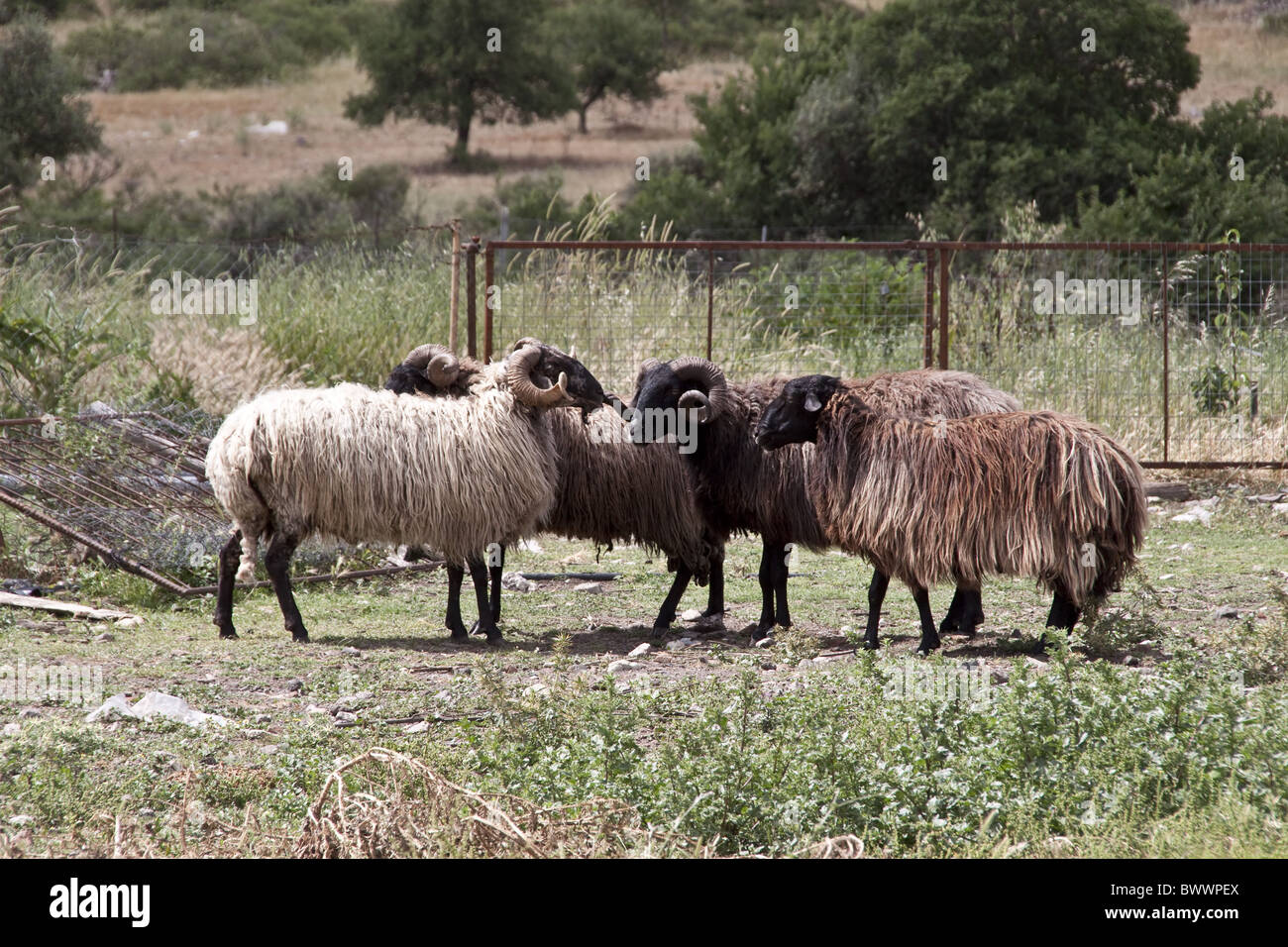 sheep on the greek island of Lesvos Stock Photo - Alamy