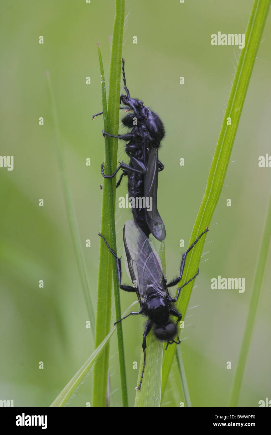 invertebrate invertebrates animal animals arthropod arthropods insect ...