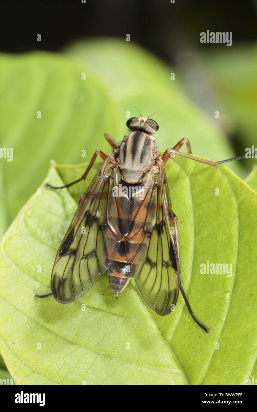 Panorpa communis scorpion fly female insect bug nature natural wild ...