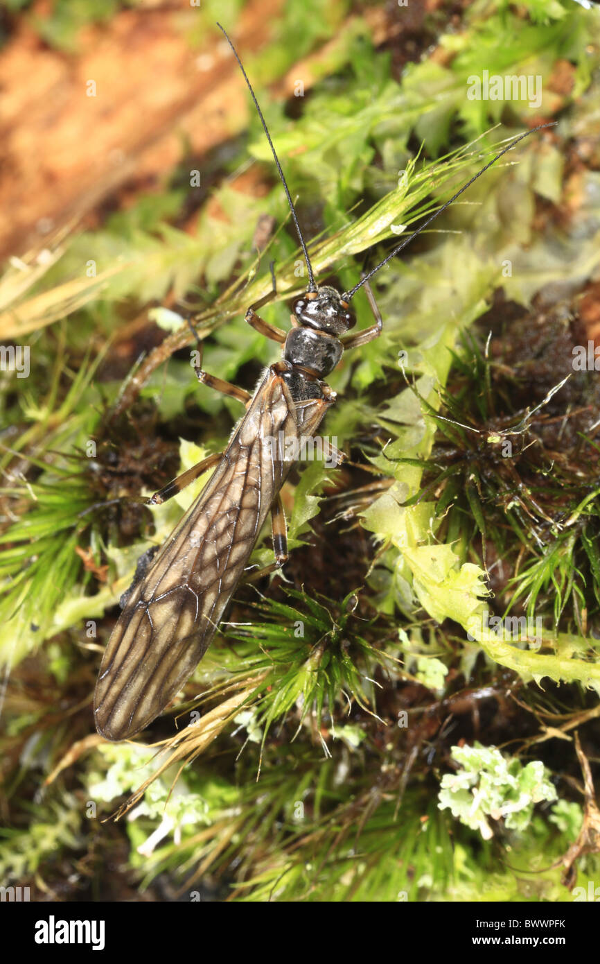 Plecoptera sp hi-res stock photography and images - Alamy