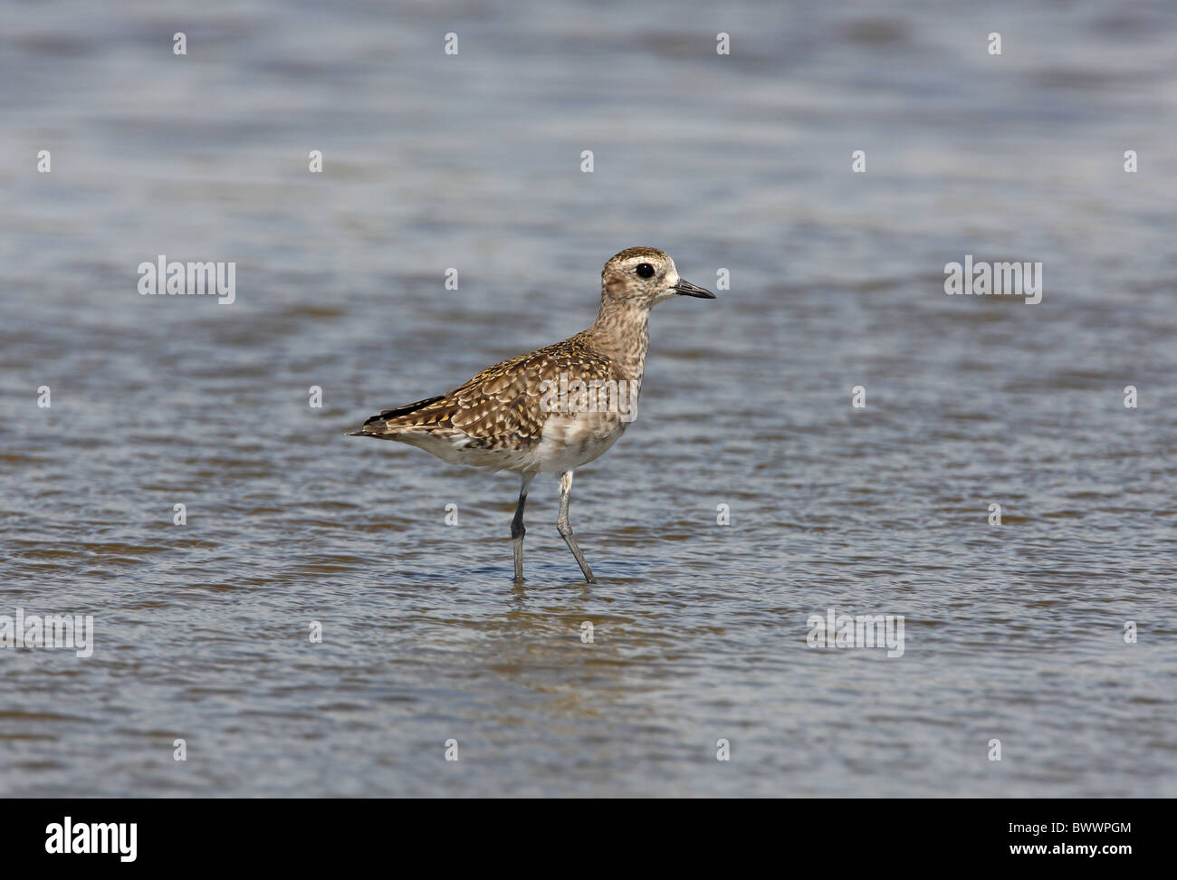 American Golden Plover (Pluvialis dominica) adult, non-breeding plumage ...