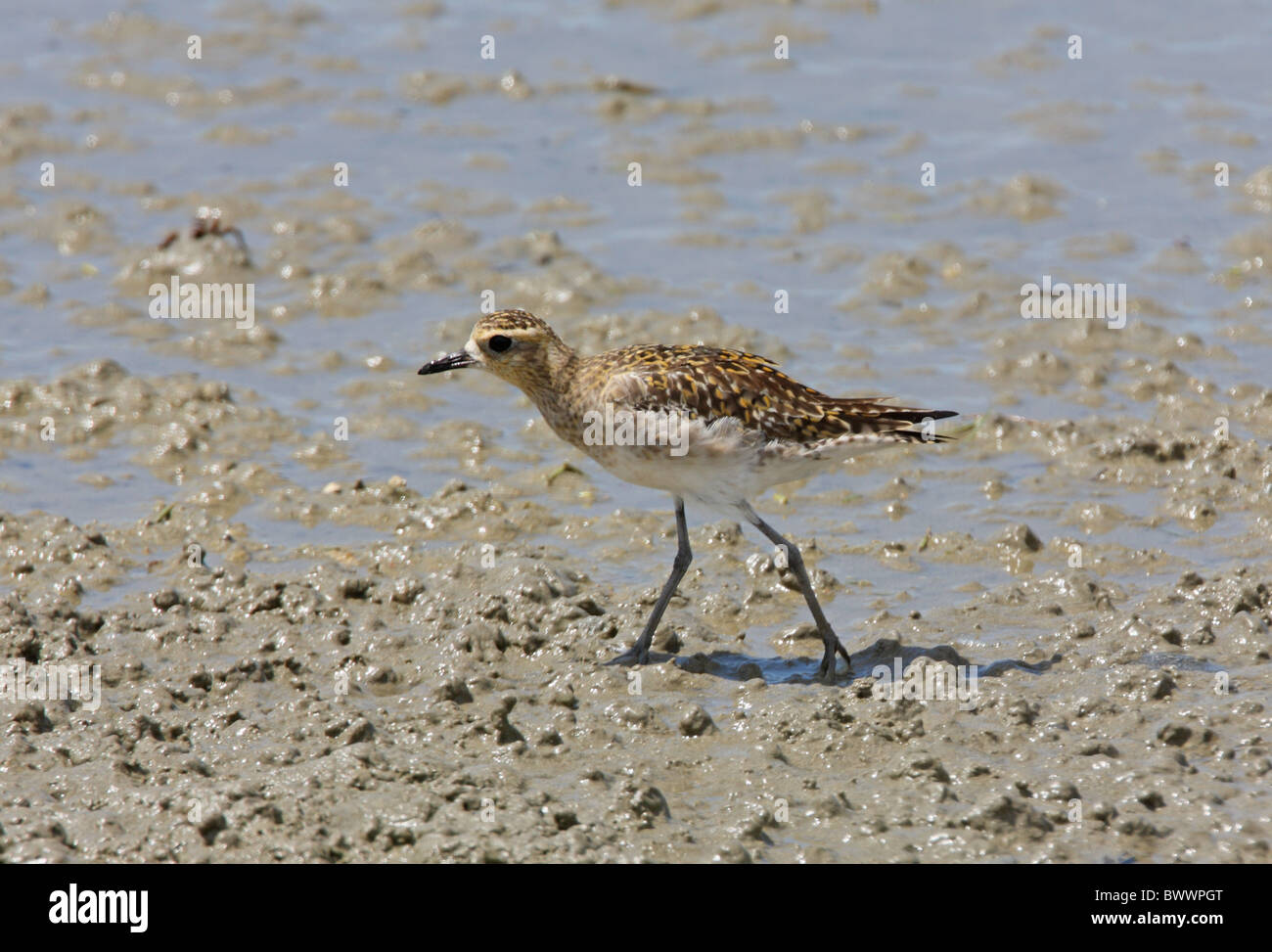 Pacific Golden Plover (Pluvialis fulva) adult, non-breeding plumage ...