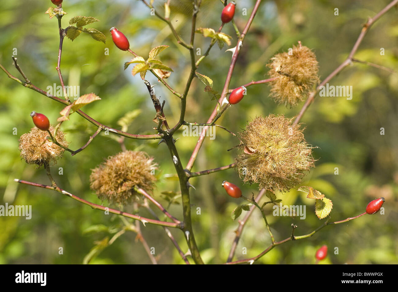 Gall wasps hi-res stock photography and images - Alamy