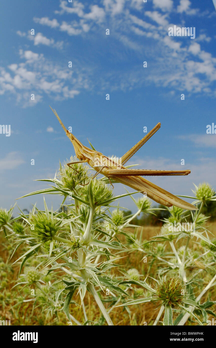 Acrida ungarica insect Italy landscape wide-angle invertebrate ...