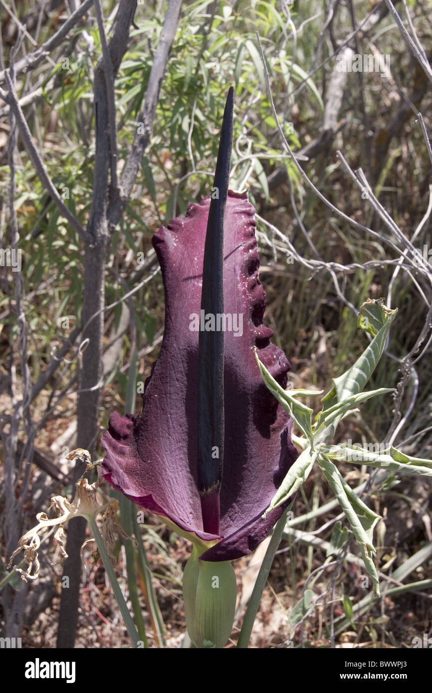 The dragon arum hi-res stock photography and images - Alamy