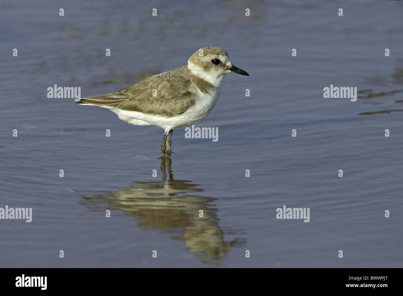 Kentish Plover (Charadrius alexandrinus) adult female, summer plumage ...
