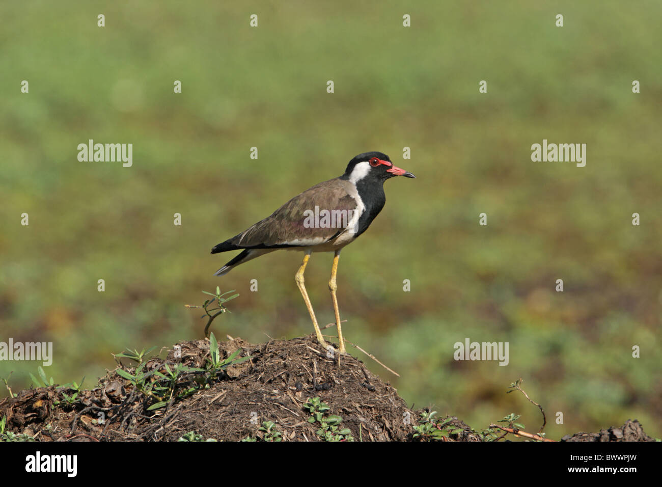 Red-wattled Lapwing (Vanellus indicus) adult, standing on mound, Goa ...