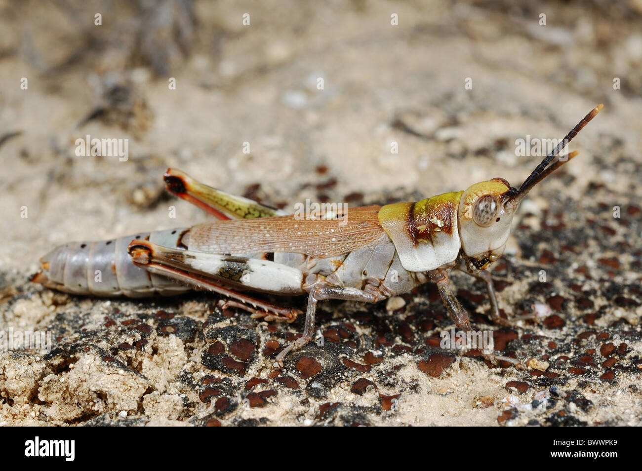 endemism insect Physemophorus sokotranus portrait Socotra Yemen ...