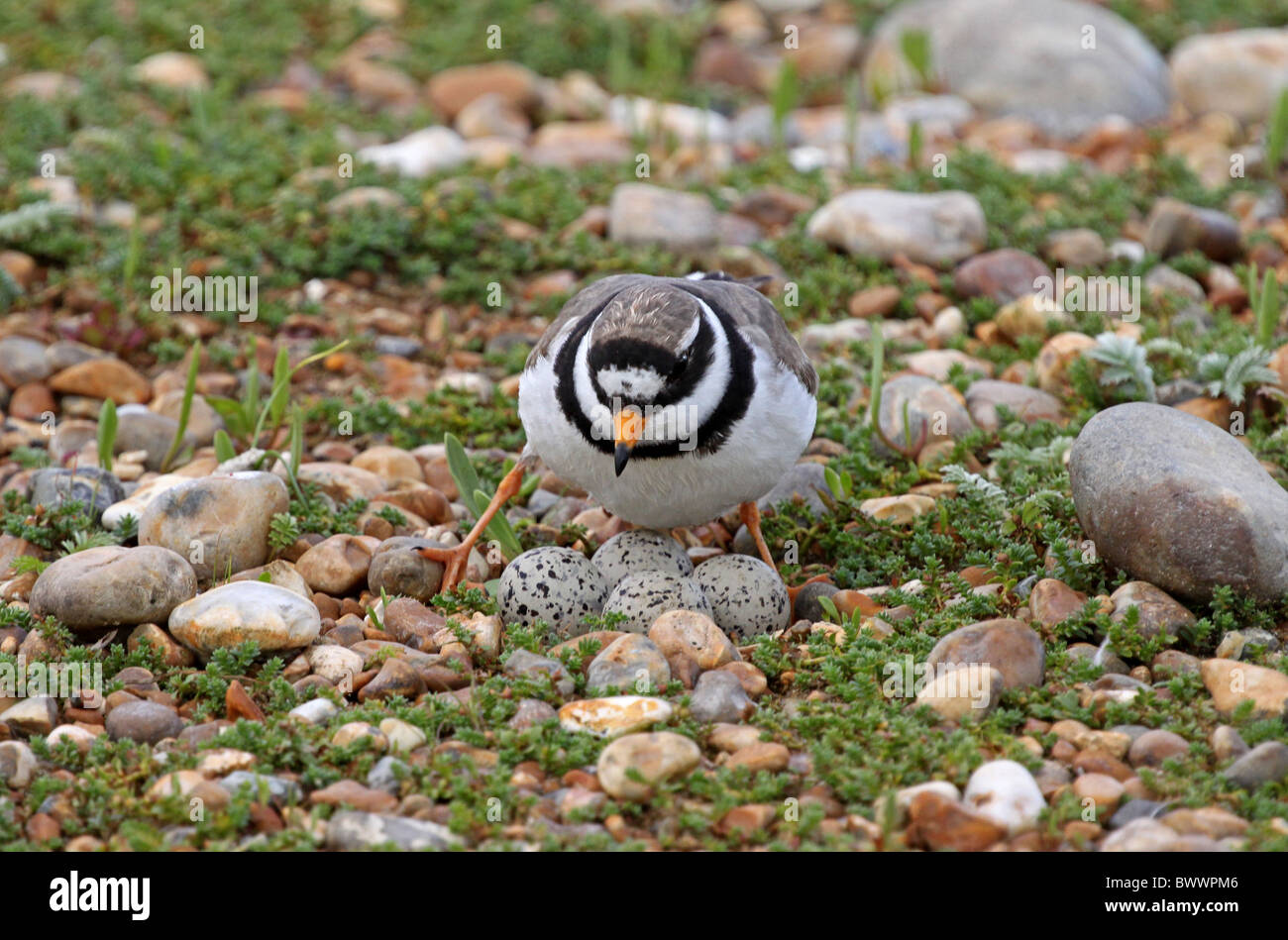 Ringed Plover Charadrius hiaticula Stock Photo - Alamy