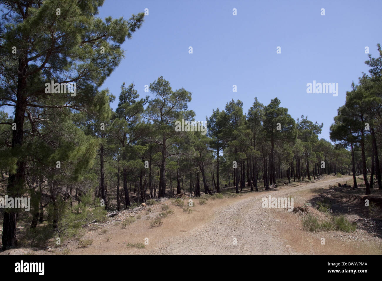 Aleppo pine greece hi-res stock photography and images - Alamy