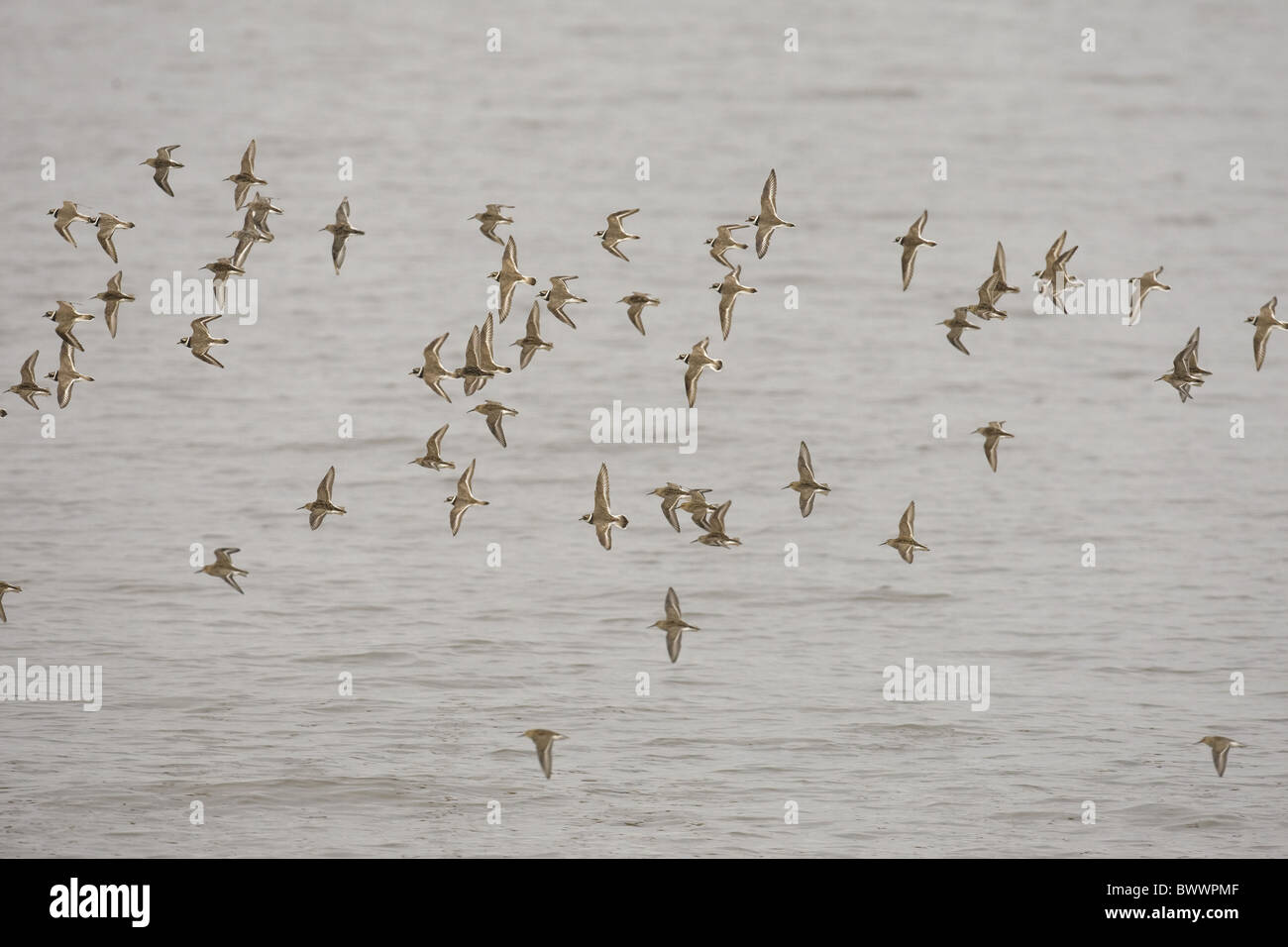 Ringed Plover (Charadrius hiaticula) and Dunlin (Calidris alpina) flock ...