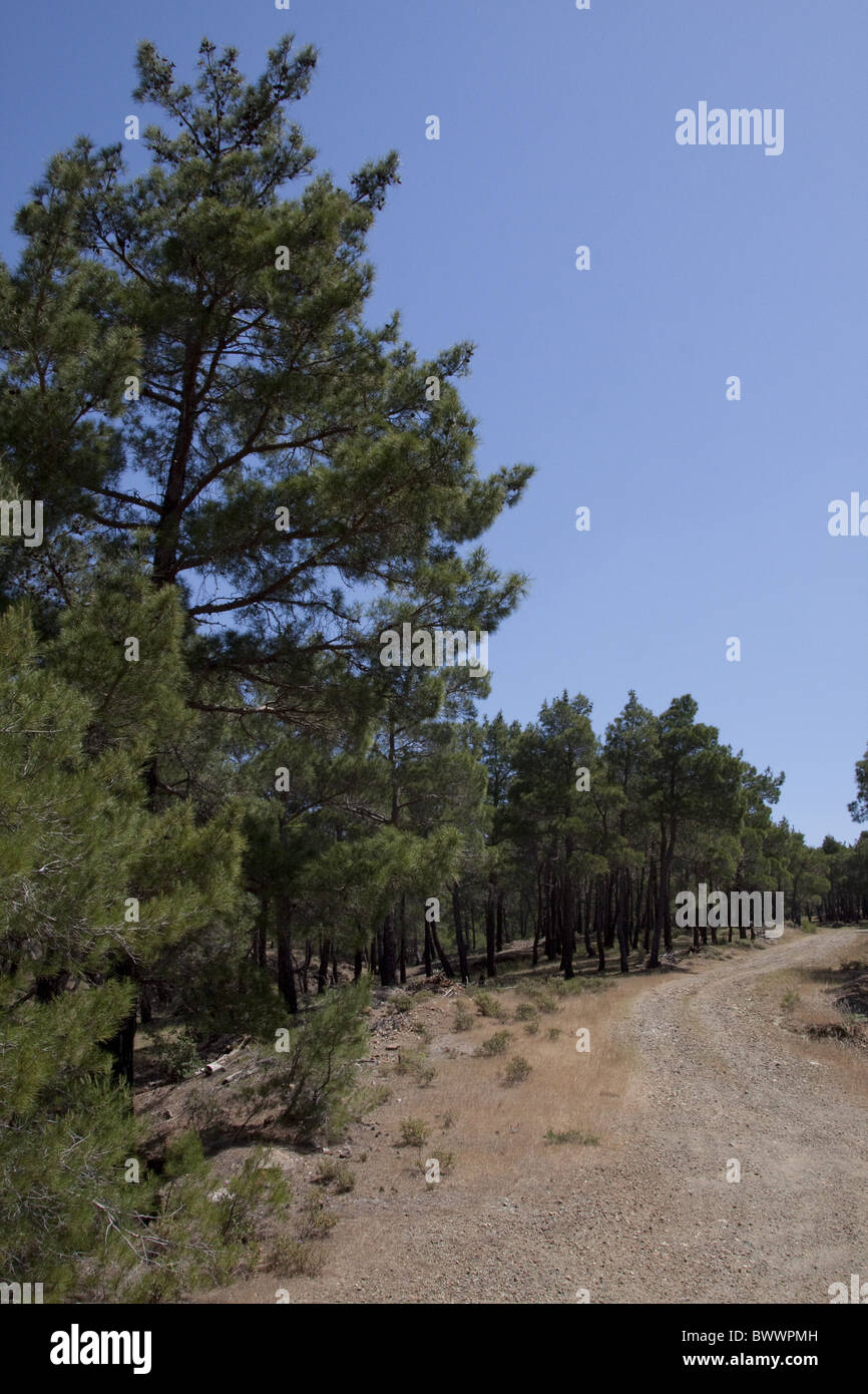 Aleppo pine greece hi-res stock photography and images - Alamy