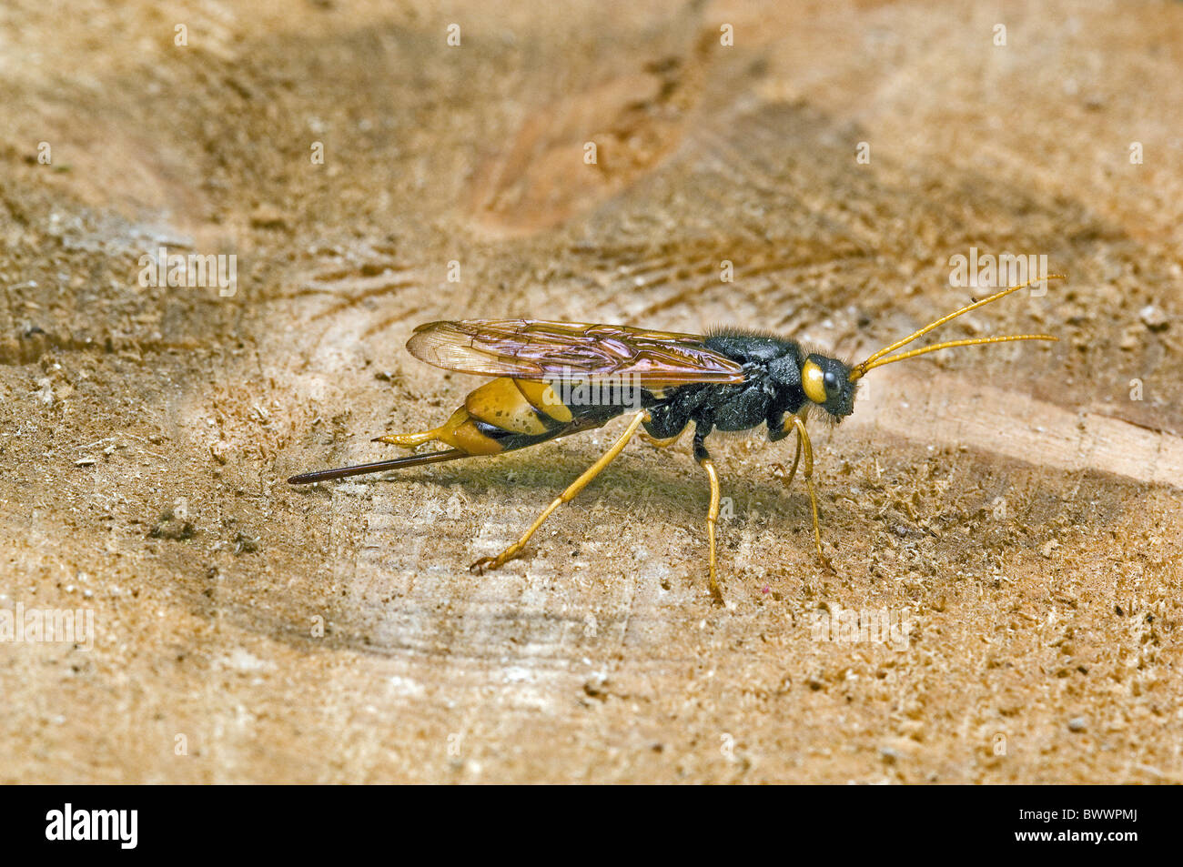 invertebrate invertebrates animal animals arthropod arthropods insect ...