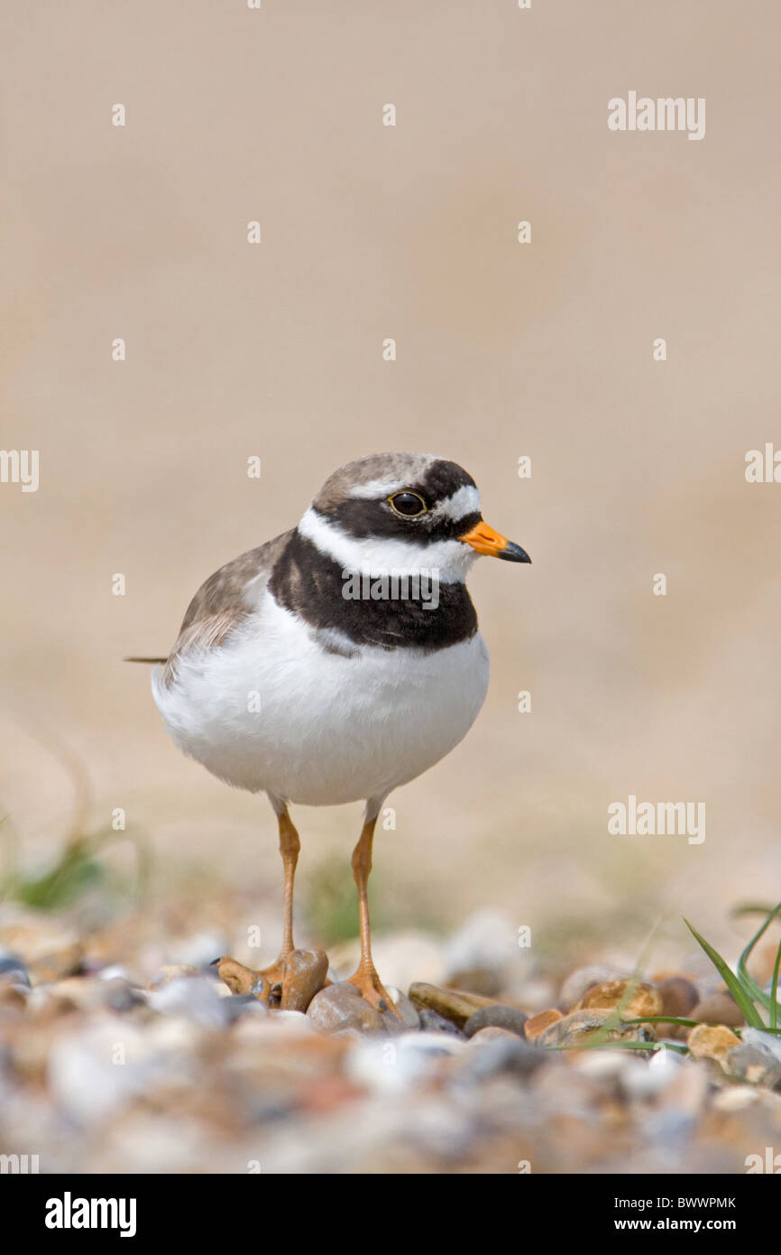 Ringed Plover (Charadrius hiaticula) adult, standing on shingle beach ...