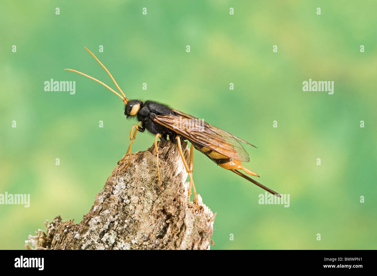 invertebrate invertebrates animal animals arthropod arthropods insect ...