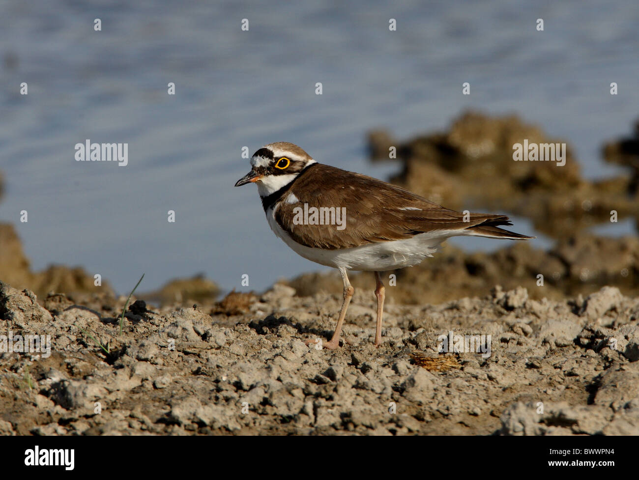 Little Ringed Plover (Charadrius dubius curonicus) adult, standing ...