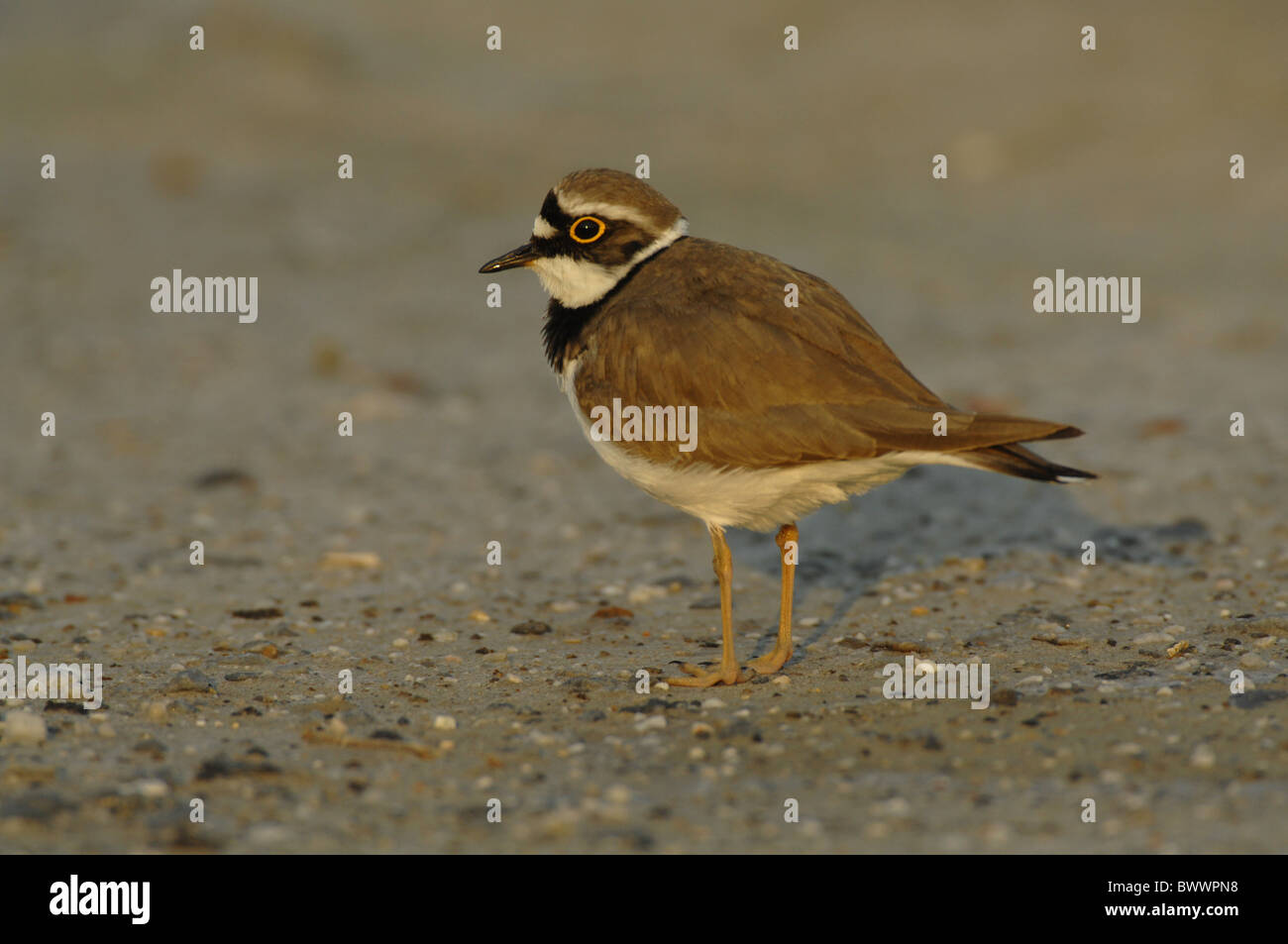 Male little ringed plovers hi-res stock photography and images - Alamy