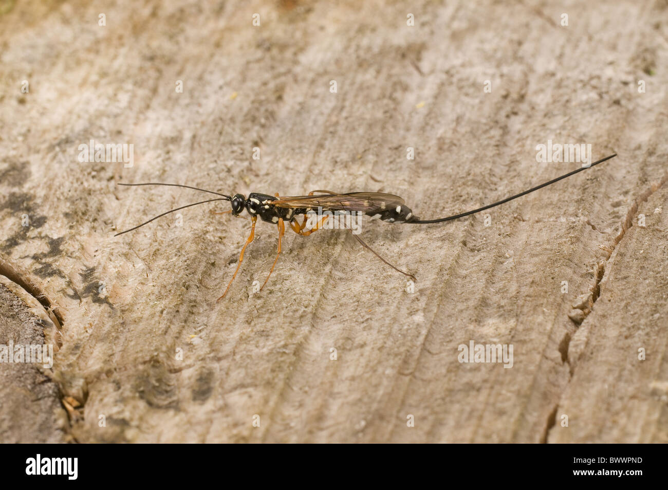 invertebrate invertebrates animal animals arthropod arthropods insect ...