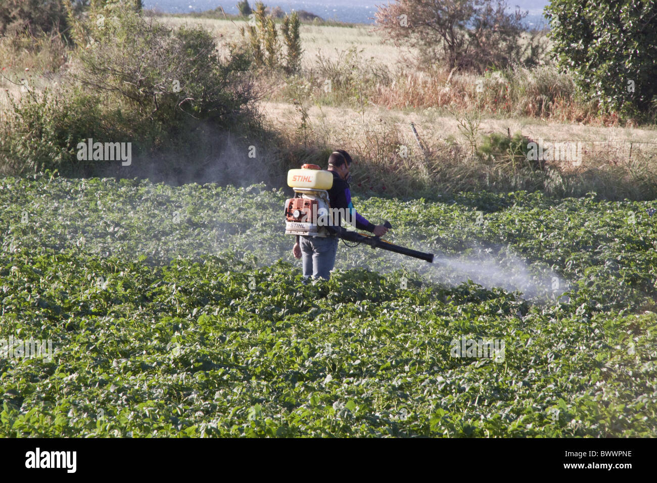 Spraying pesticide on potatoes crop Stock Photo - Alamy