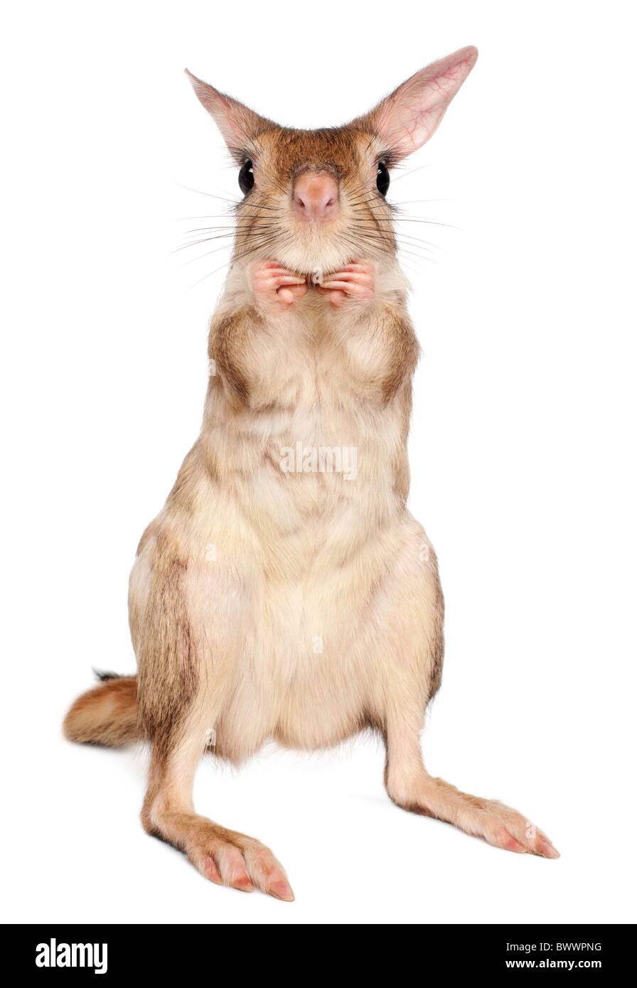 Springhare, Pedetes capensis, standing in front of white background ...