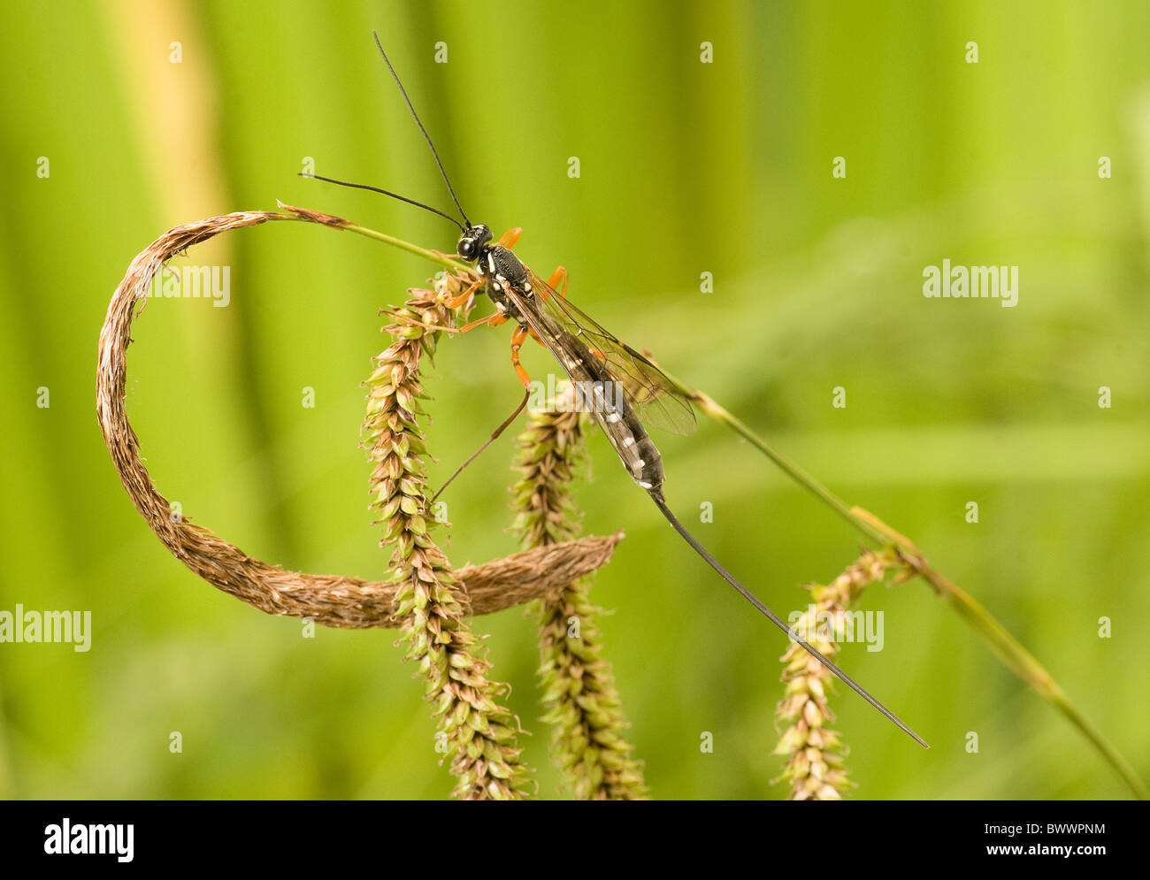 invertebrate invertebrates animal animals arthropod arthropods insect ...